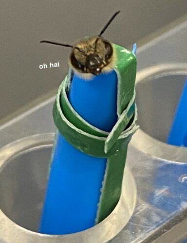 What can we learn from ‘bee-havior?’ | Marquette Today