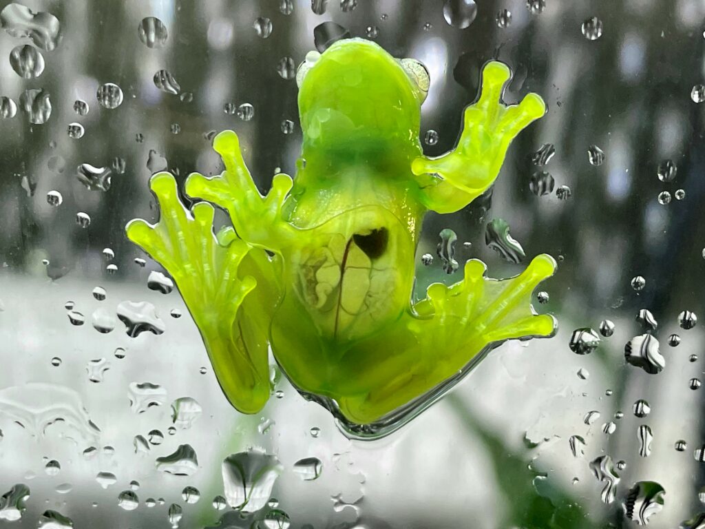 Shattering the glass frog ceiling - Marquette Today