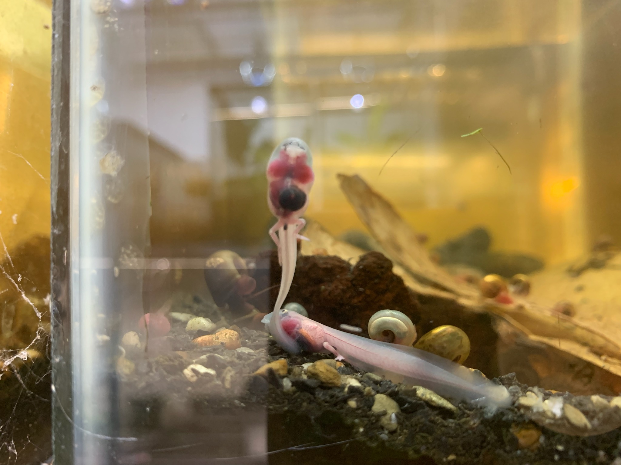 Research Spotlight: Shattering the glass frog ceiling | Marquette Today