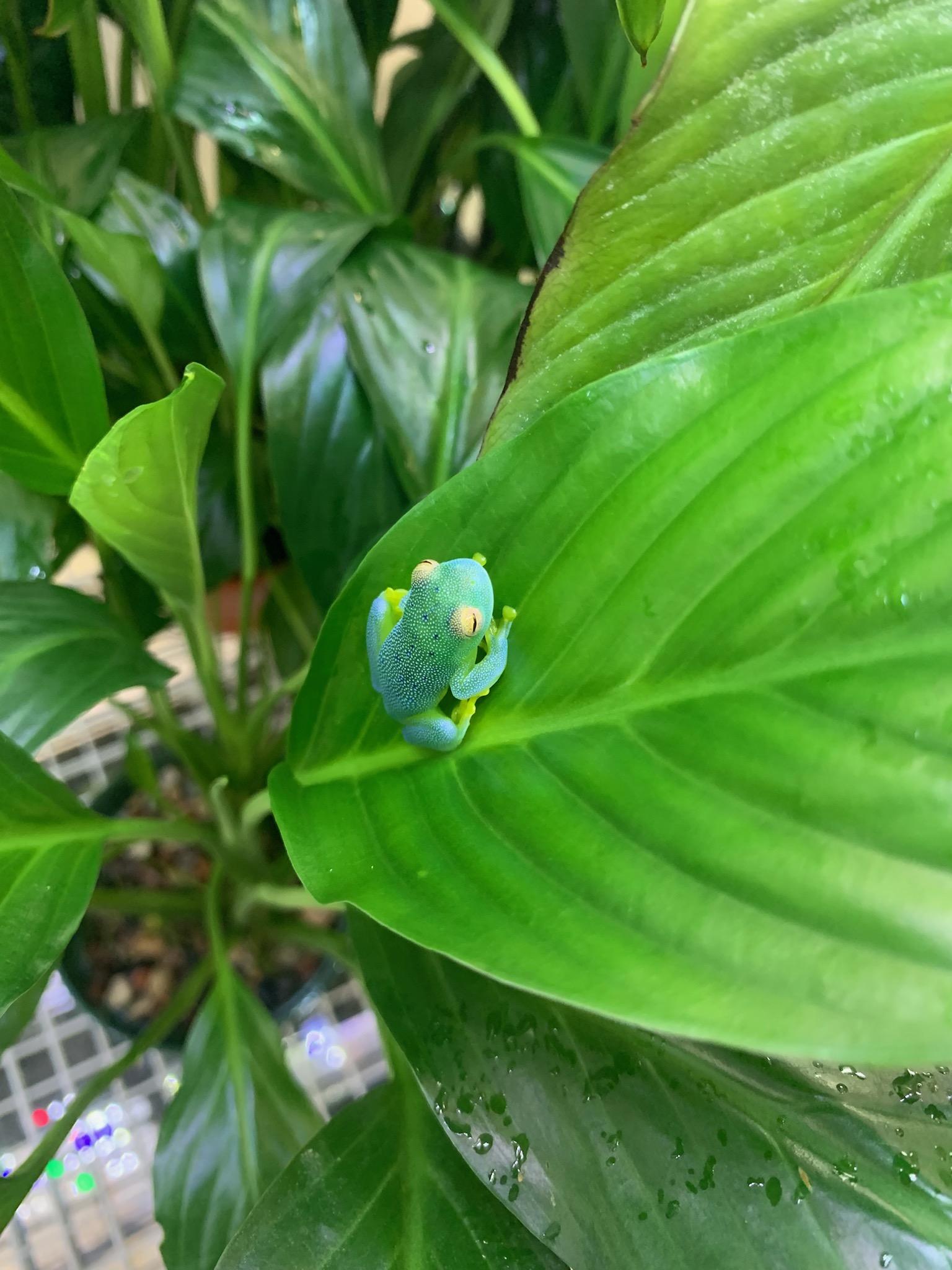 Research Spotlight: Shattering the glass frog ceiling | Marquette Today