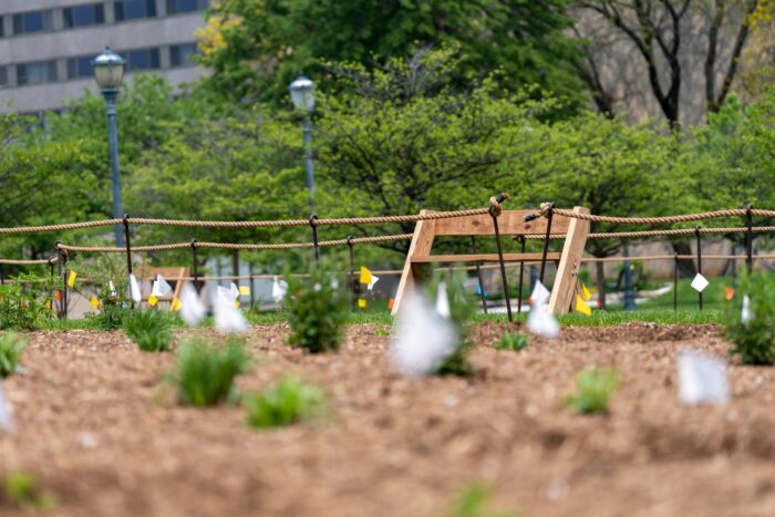 Going wild for wildflowers: Marquette’s pocket prairies initiative ...