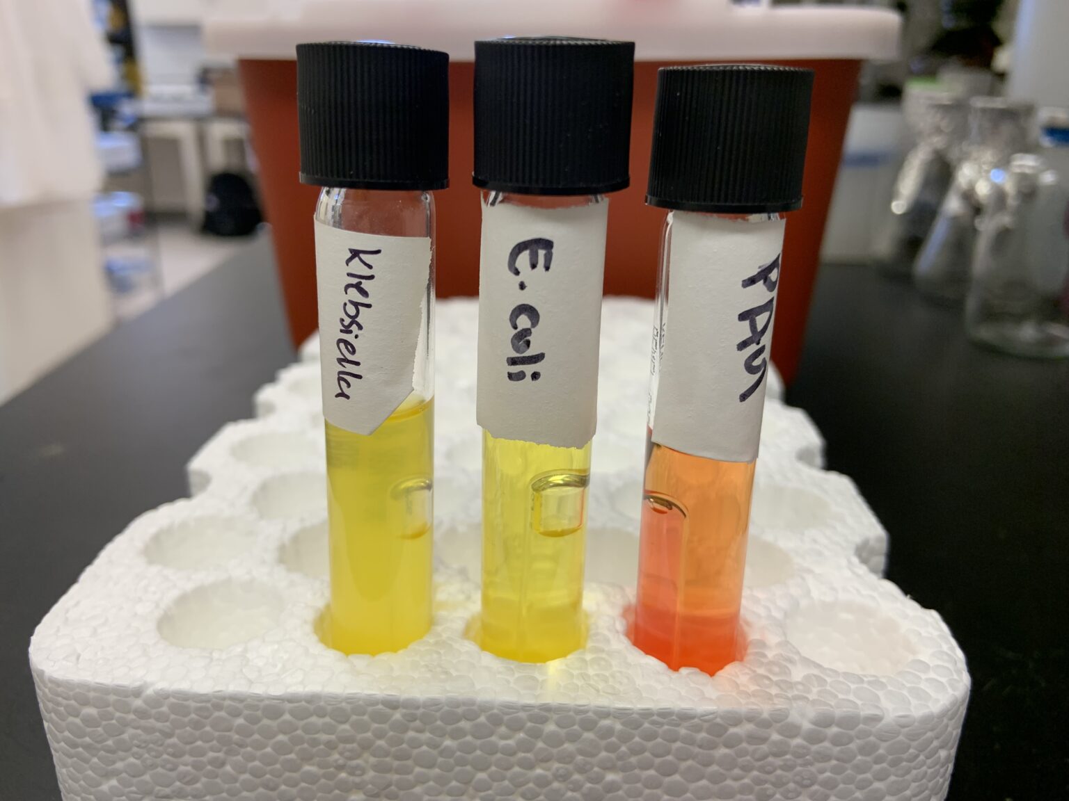 Through the microscope: Marquette outreach program magnifies importance ...